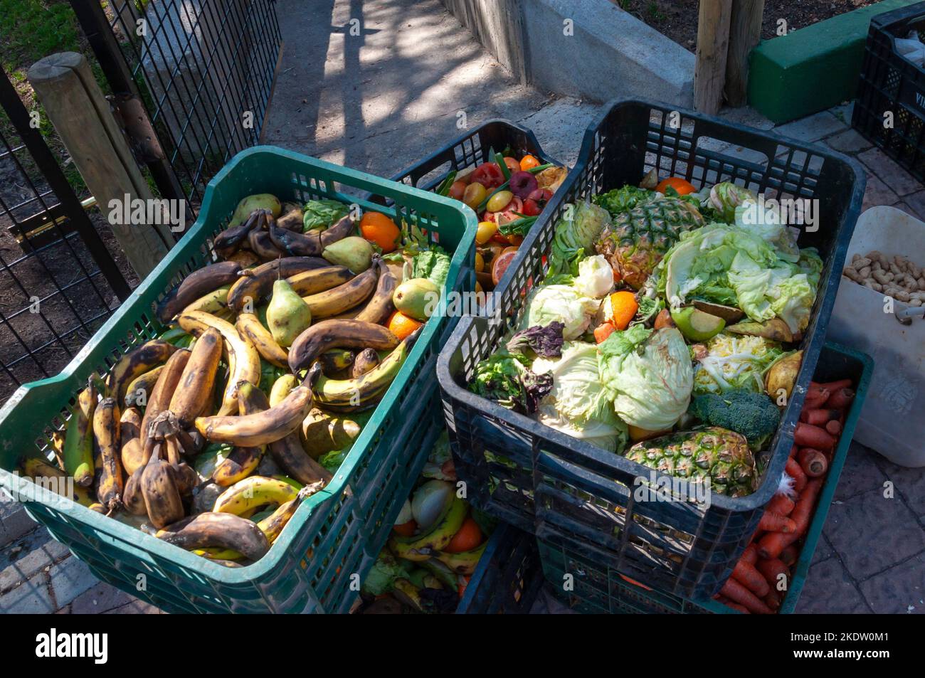 Rotten fruit and orange peppers in trash cardboard box. Vegetable shop ...