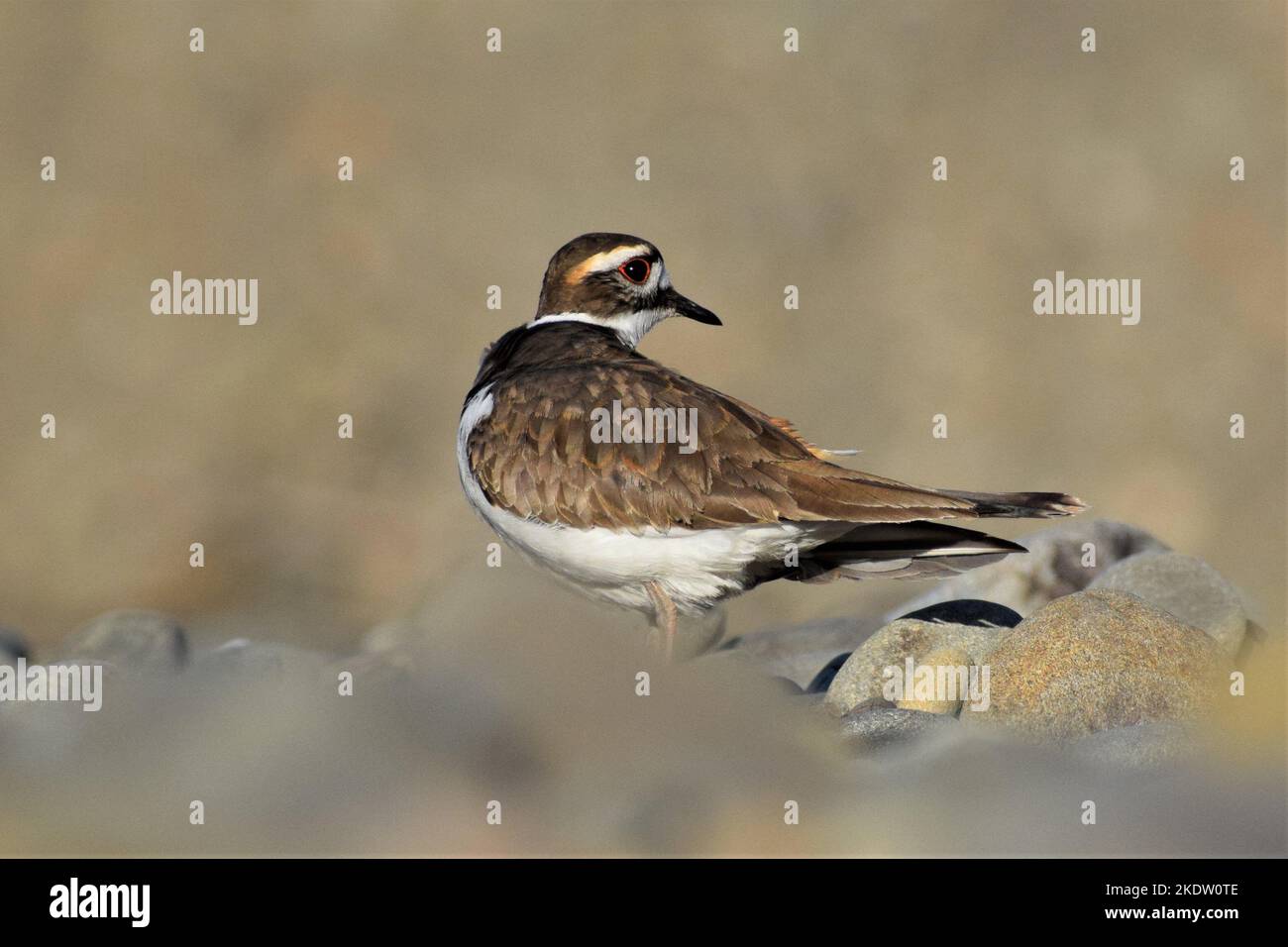 Keeping a close eye hi-res stock photography and images - Alamy