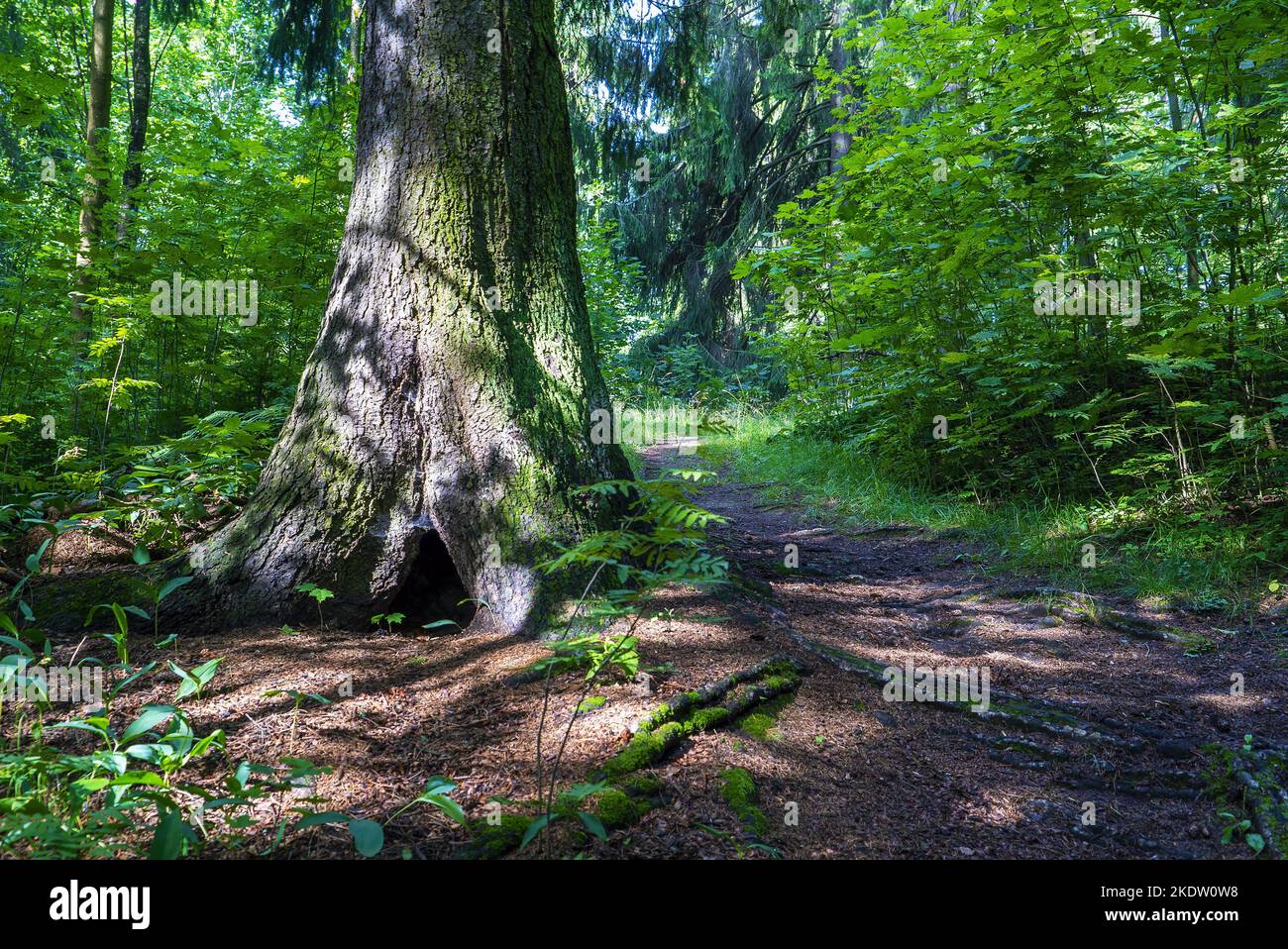 The trunk of an old spruce tree in the forest along the path ...