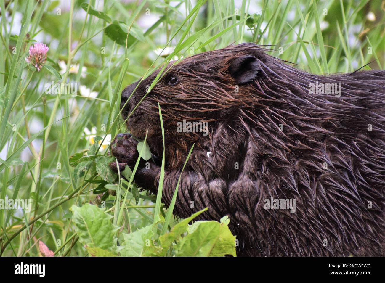Beaver eating greens Stock Photo - Alamy