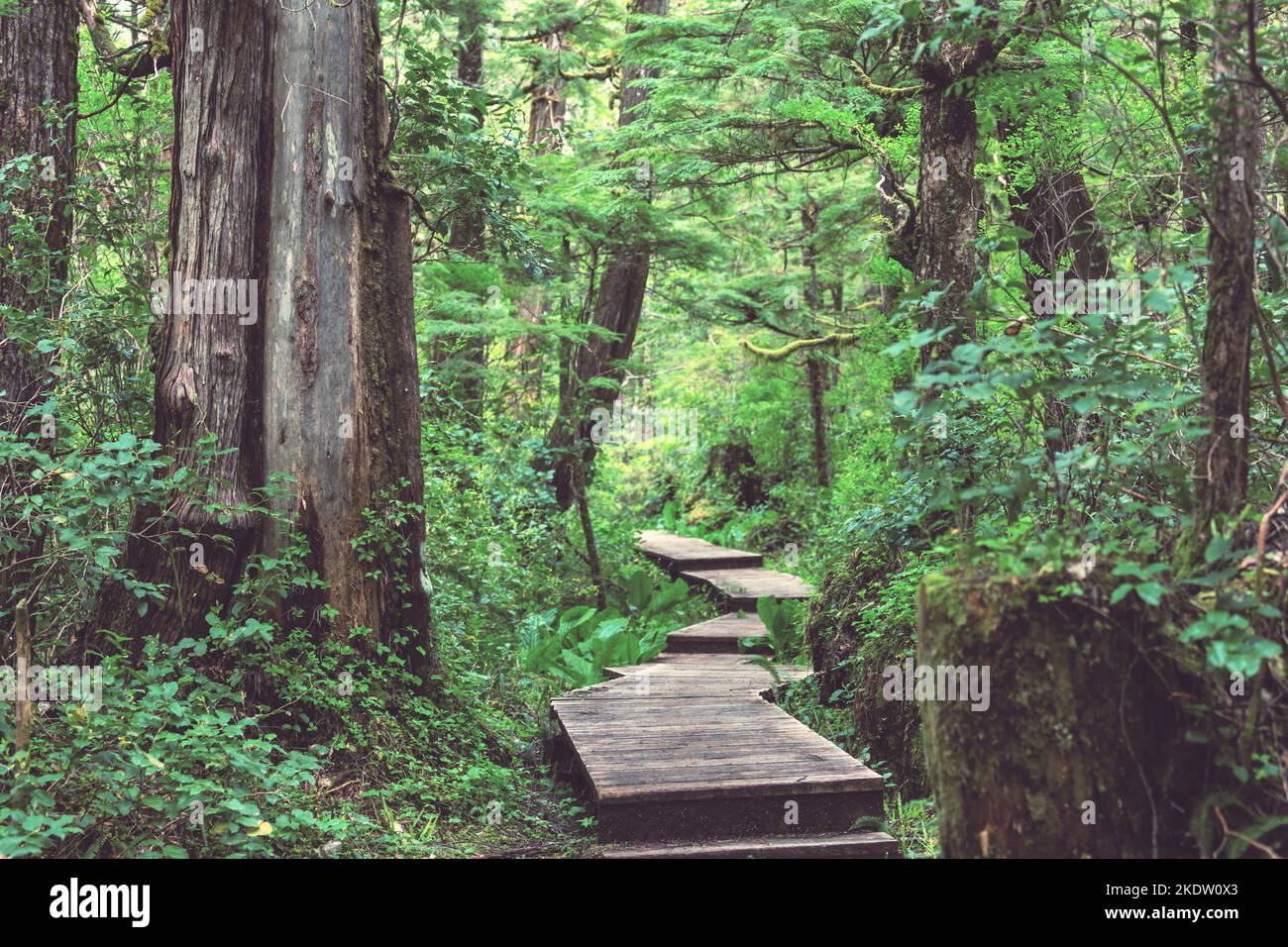 Pathway through redwood trees hi-res stock photography and images - Alamy