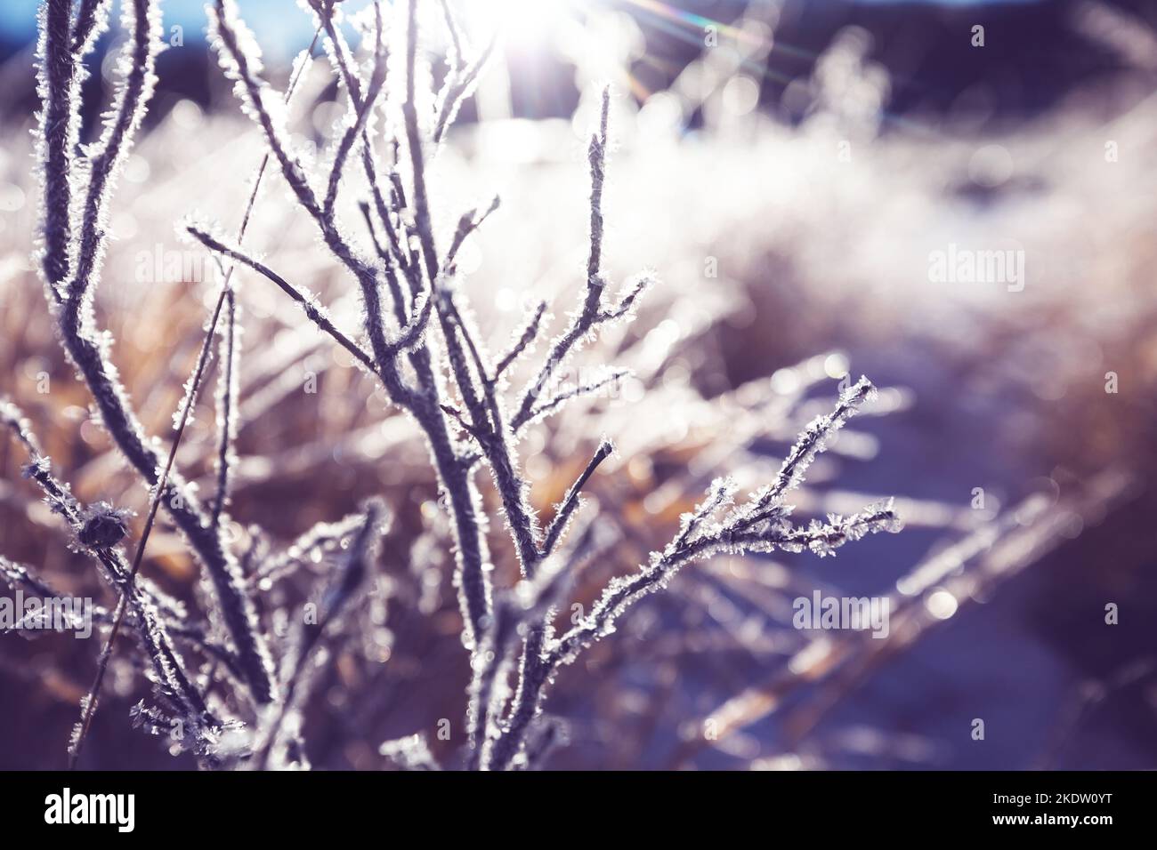 Frozen late autumn meadow close up. Winter background Stock Photo - Alamy
