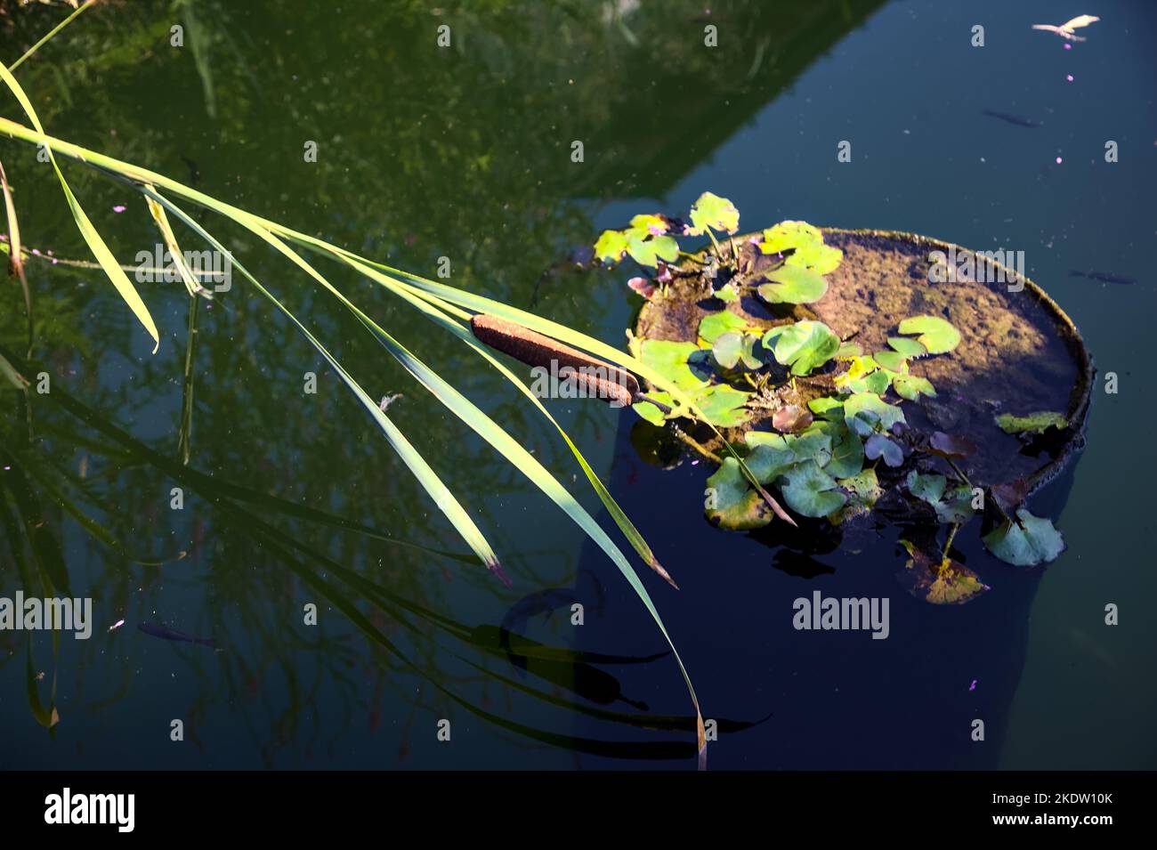 Reed and lily pads in a pond Stock Photo - Alamy