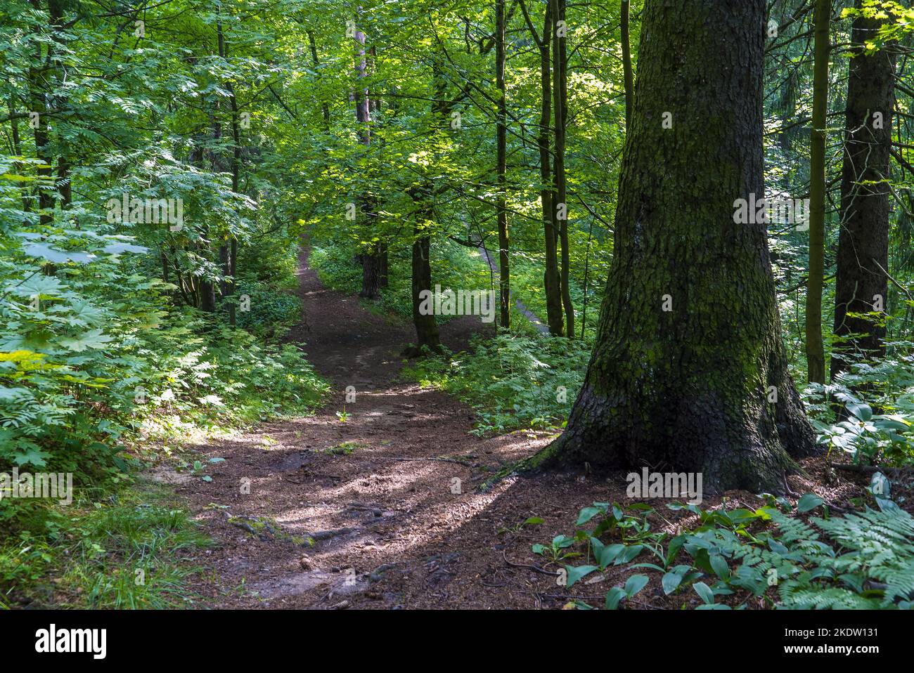 The trunk of an old spruce tree in the forest along the path ...