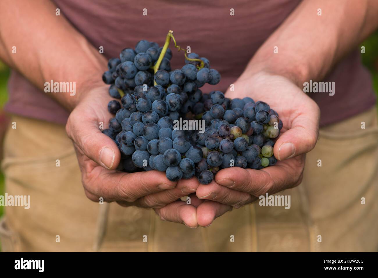 Grapes in hands hi-res stock photography and images - Alamy
