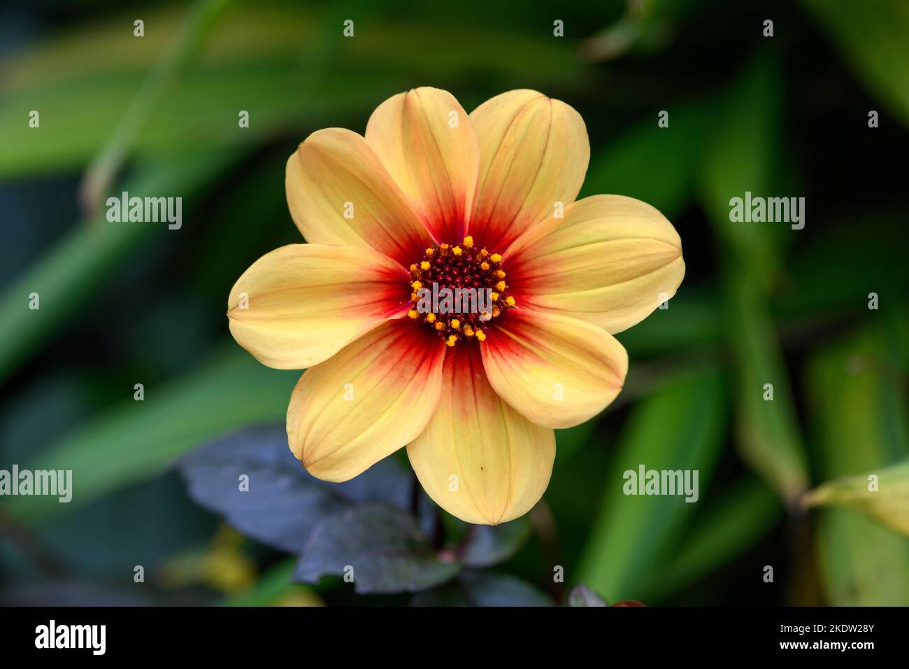 Close up of a dahlia moonfire flower in bloom Stock Photo - Alamy