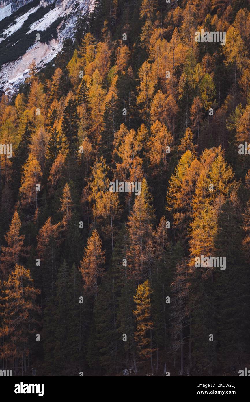 Fall Trees at Lago di Braies yellow coloured italy 2022 Stock Photo - Alamy