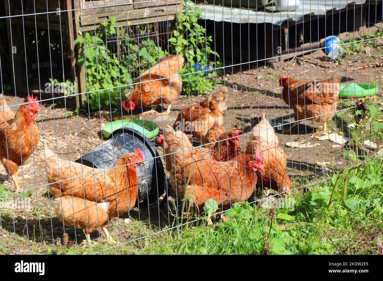 Hens or chickens in a cage wandering around. Layers will lay eggs Stock ...