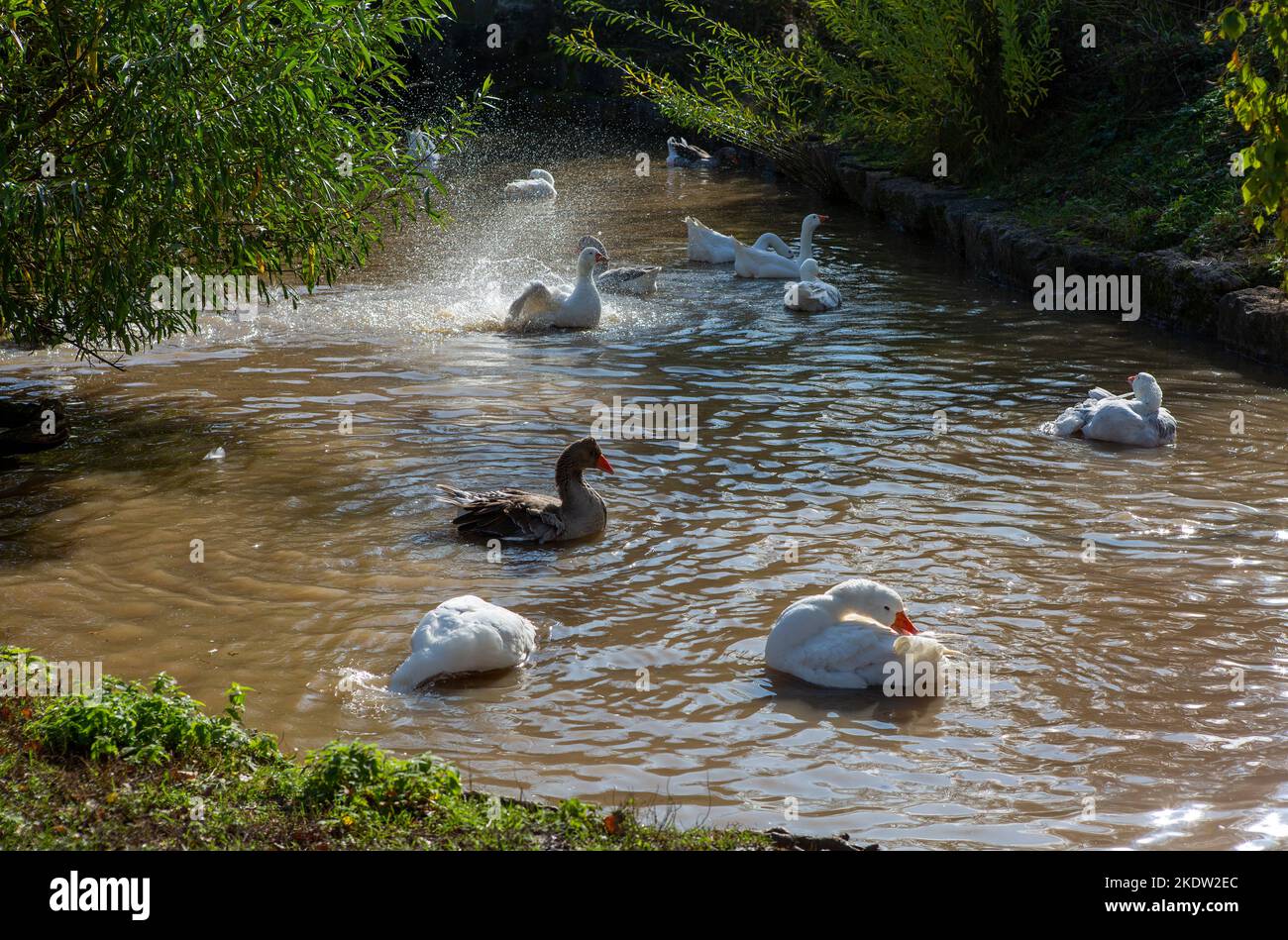 Farm animals in a pond hi-res stock photography and images - Alamy