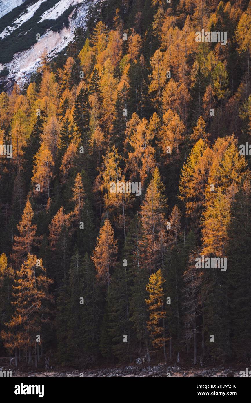 Fall Trees at Lago di Braies yellow coloured italy 2022 Stock Photo - Alamy