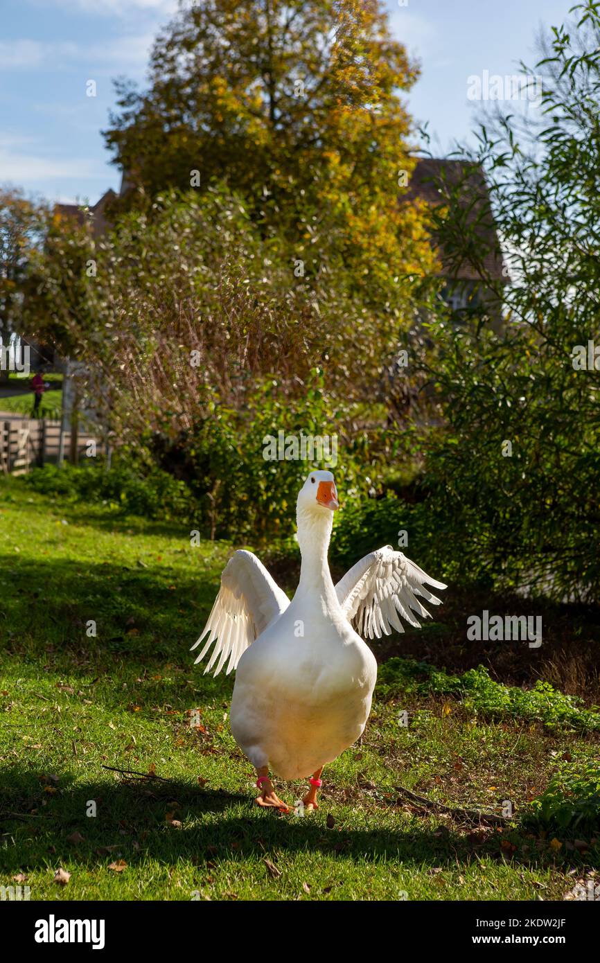 A goose walking on the pasture spreading it's wings Stock Photo - Alamy