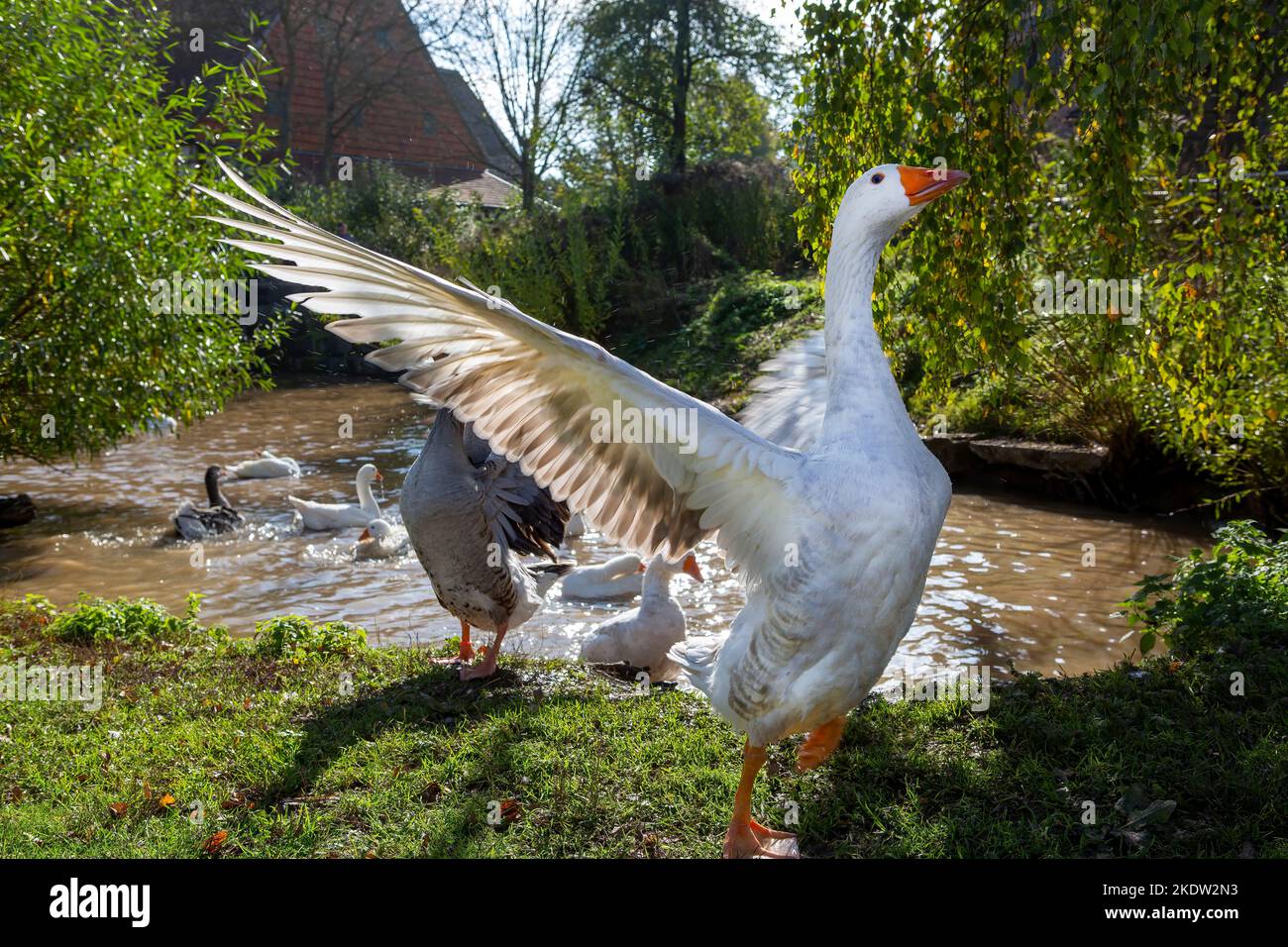A goose walking on the pasture spreading it's wings Stock Photo - Alamy