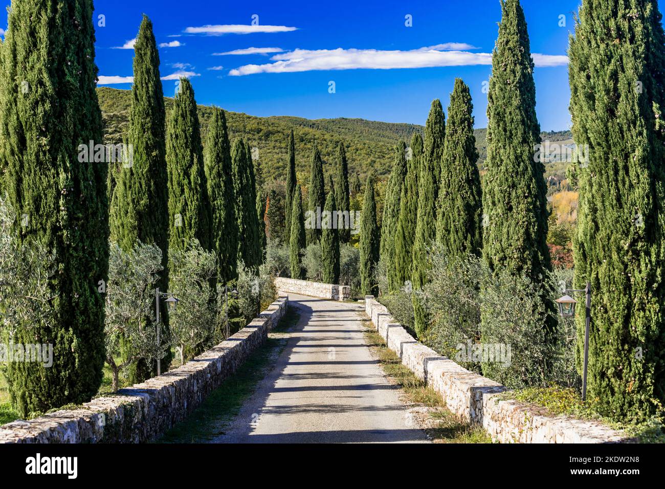 Romantic scenic Tuscany countryside. Alley walk from cypresses trees ...