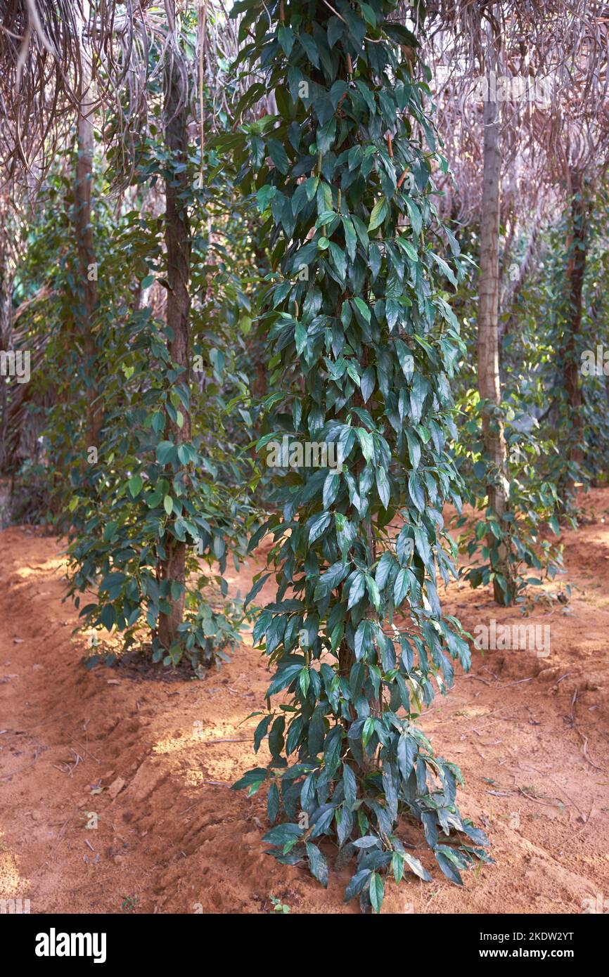 Pepper Farm Kampot Cambodia Stock Photo - Alamy