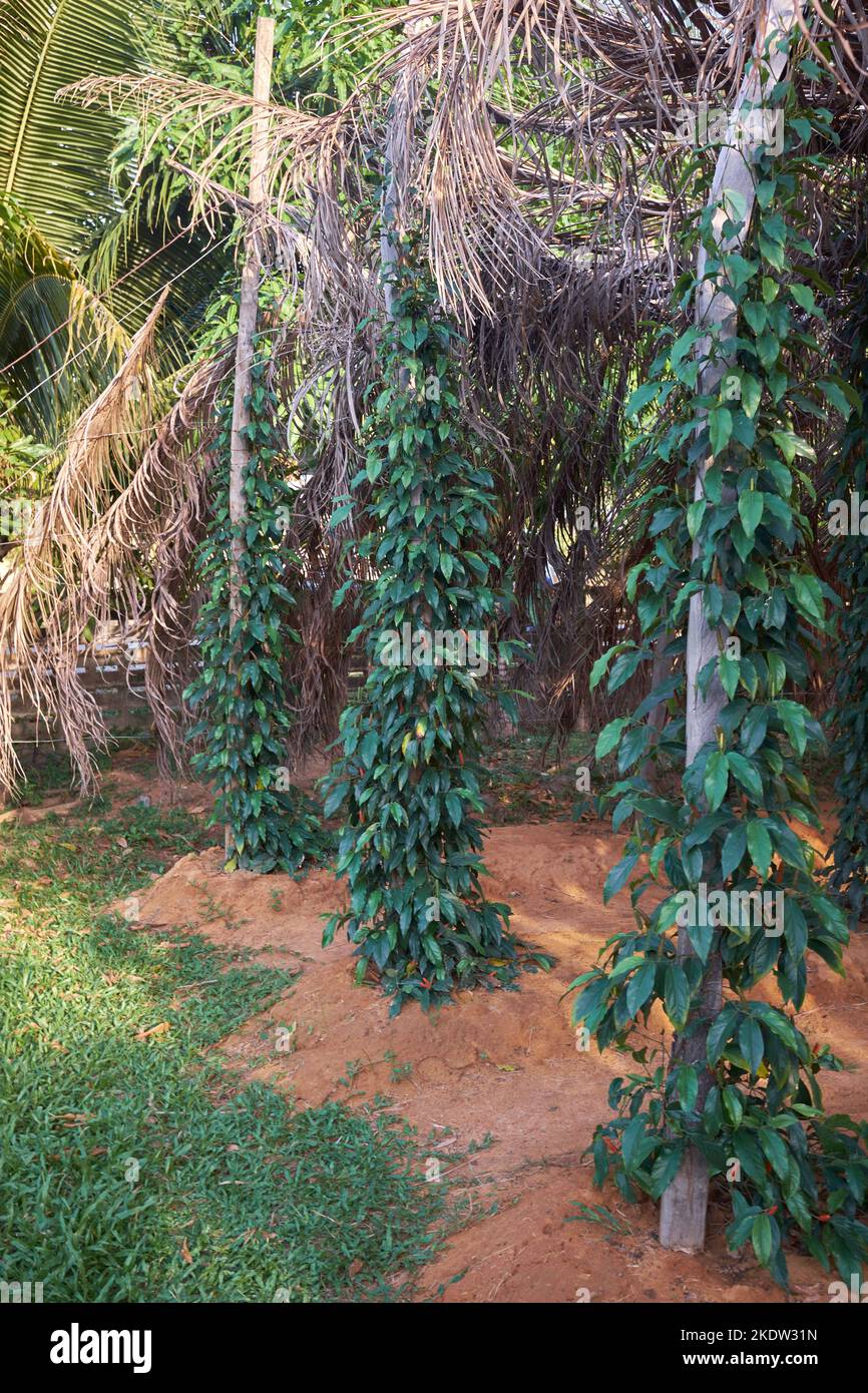 Pepper Farm Kampot Cambodia Stock Photo - Alamy