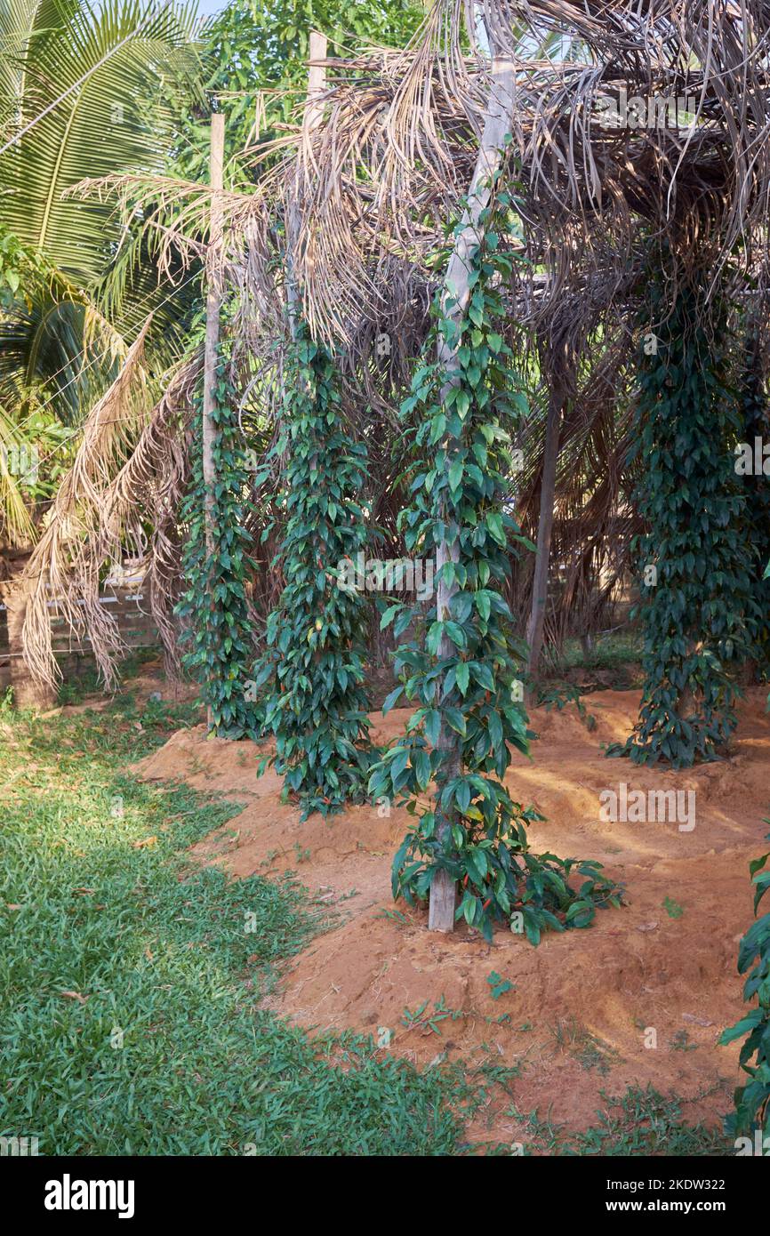 Pepper Farm Kampot Cambodia Stock Photo - Alamy
