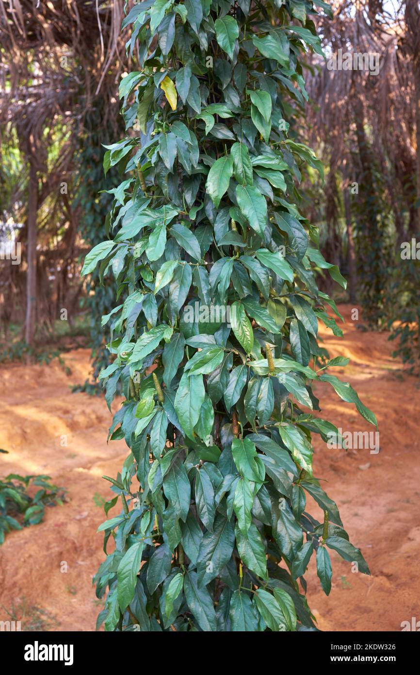 Pepper Farm Kampot Cambodia Stock Photo - Alamy