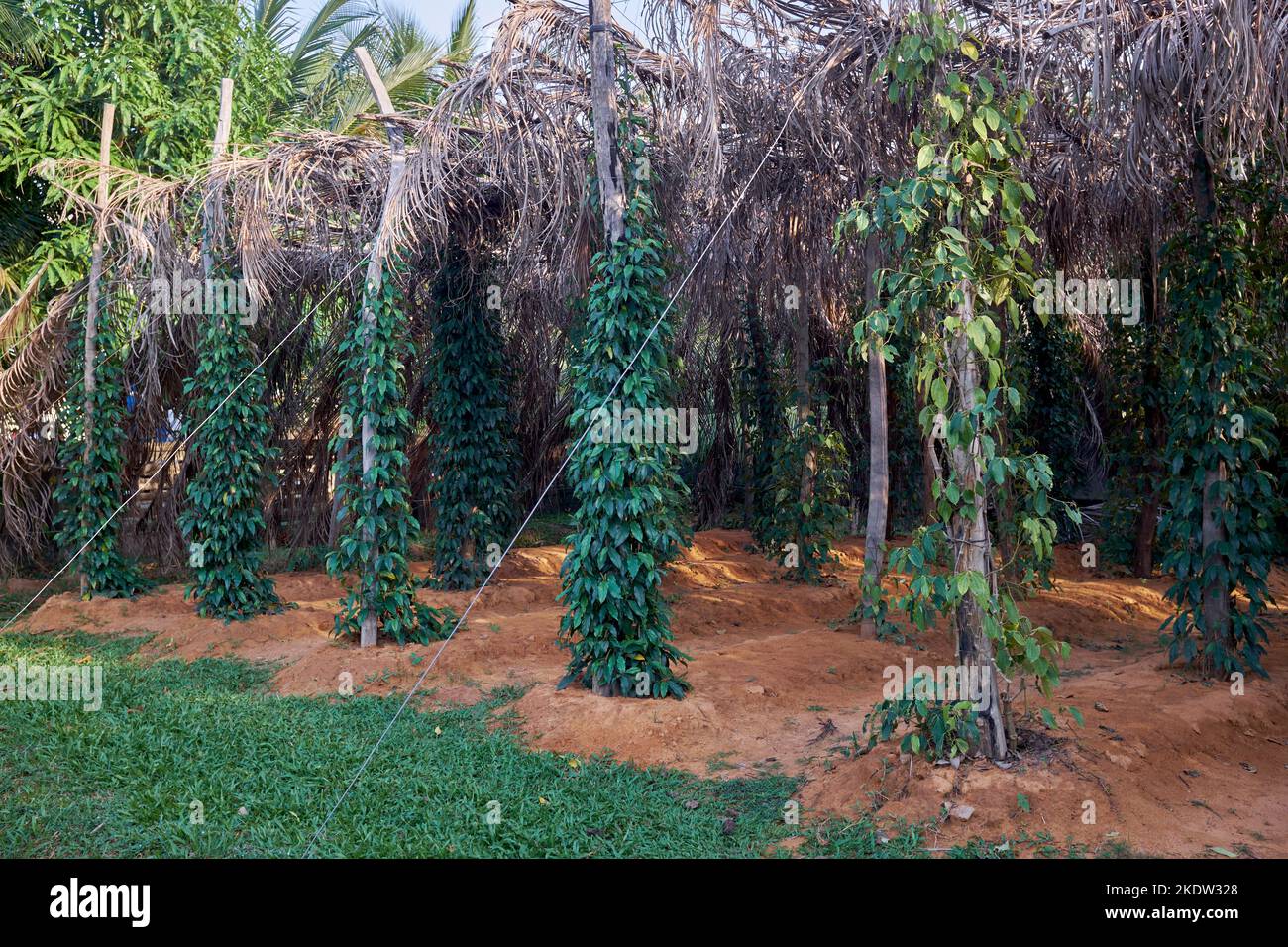 Pepper Farm Kampot Cambodia Stock Photo - Alamy