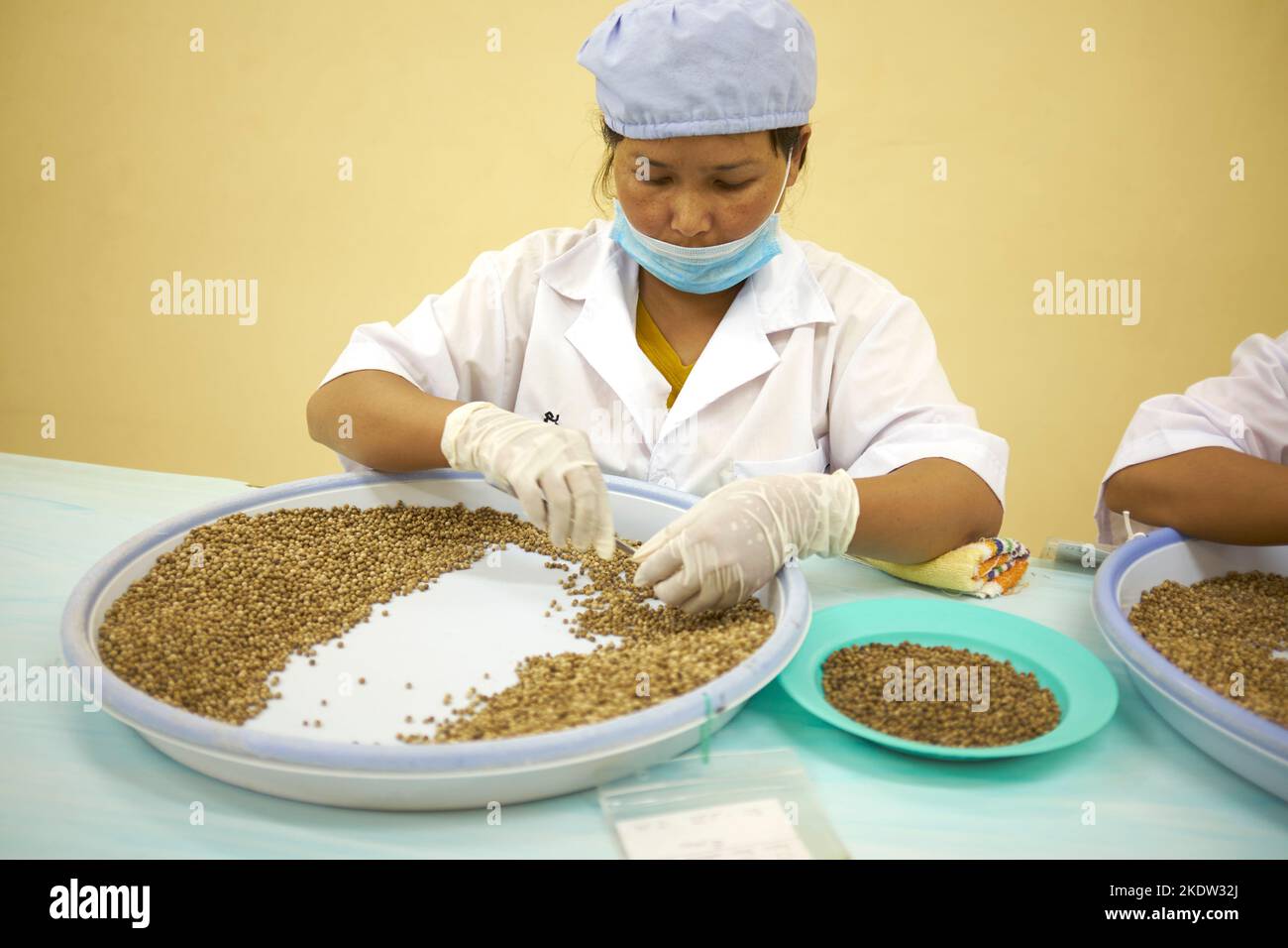 Quality Control Production Line Pepper Farm Kampot Cambodia Stock Photo ...