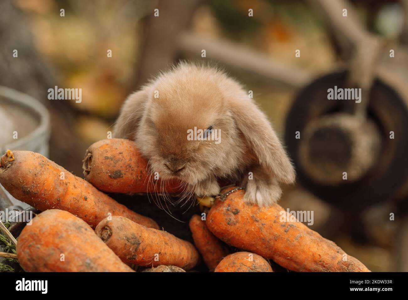 Rabbit carrot grass hi-res stock photography and images - Alamy