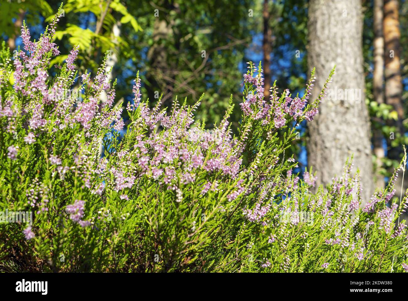 Blooming heather in a clearing in a pine forest Stock Photo - Alamy