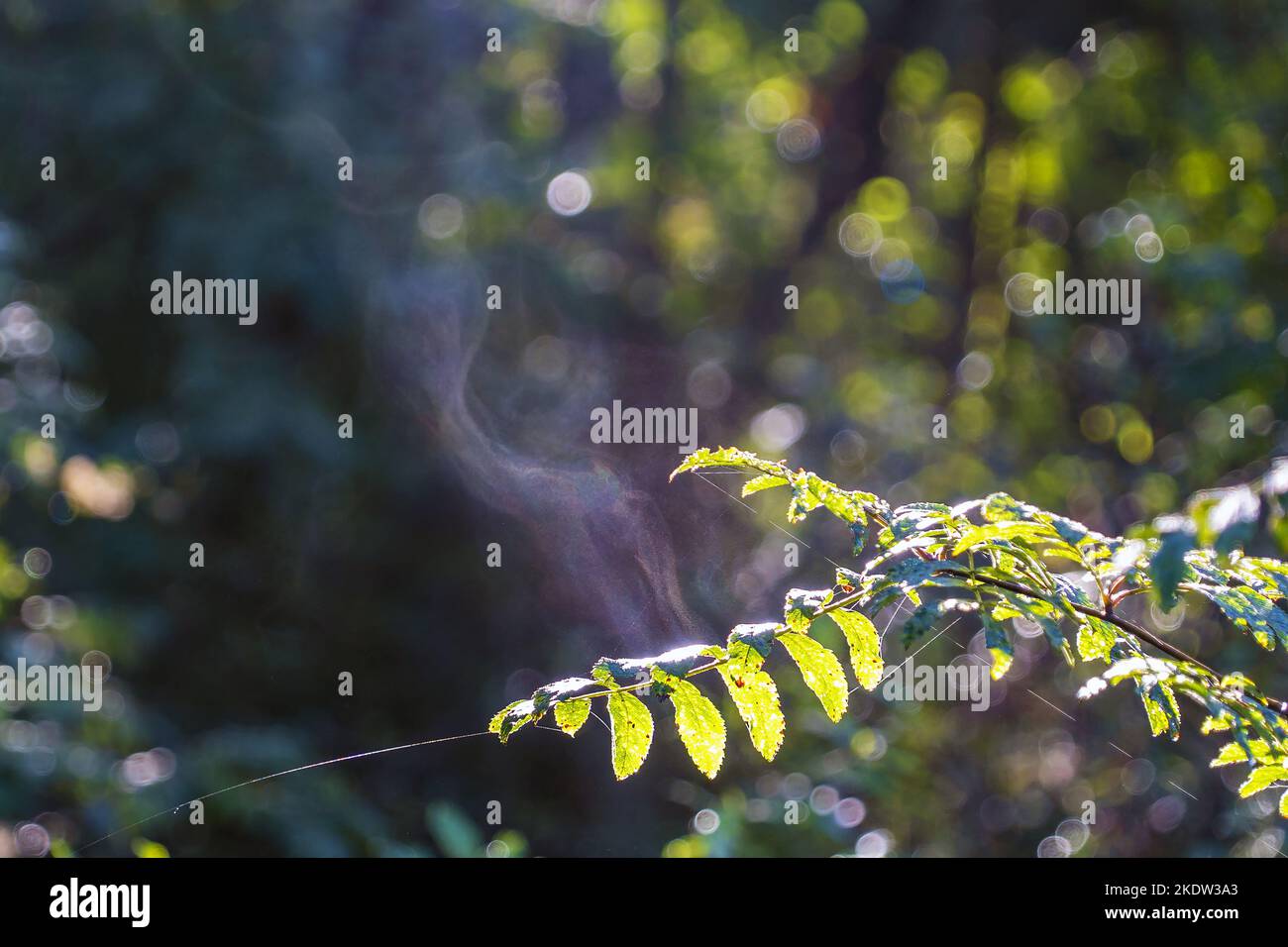 Hot steam shine in hi-res stock photography and images - Alamy