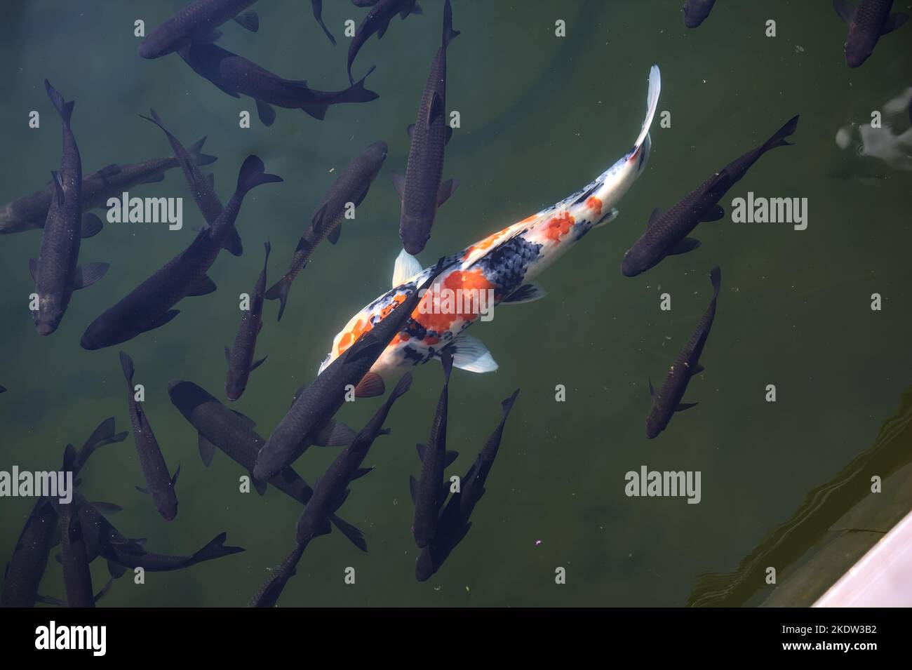 Koi carp swimming in a pond seen from above the surface Stock Photo - Alamy