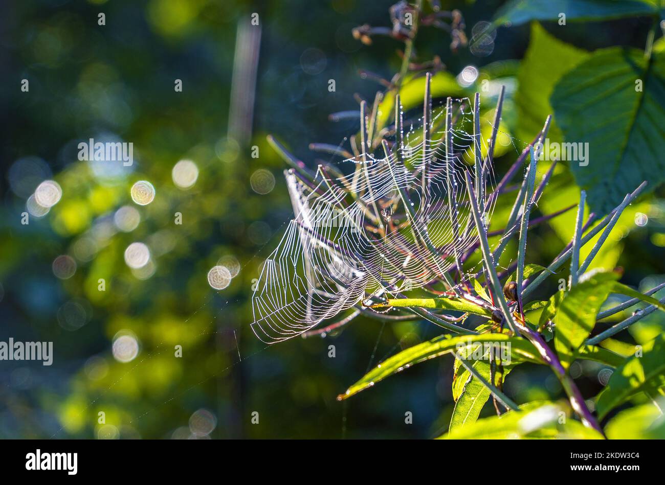 Big insect spider web hi-res stock photography and images - Alamy