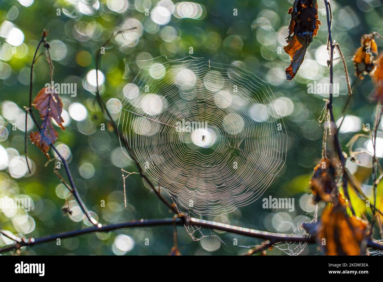 Big insect spider web hi-res stock photography and images - Alamy