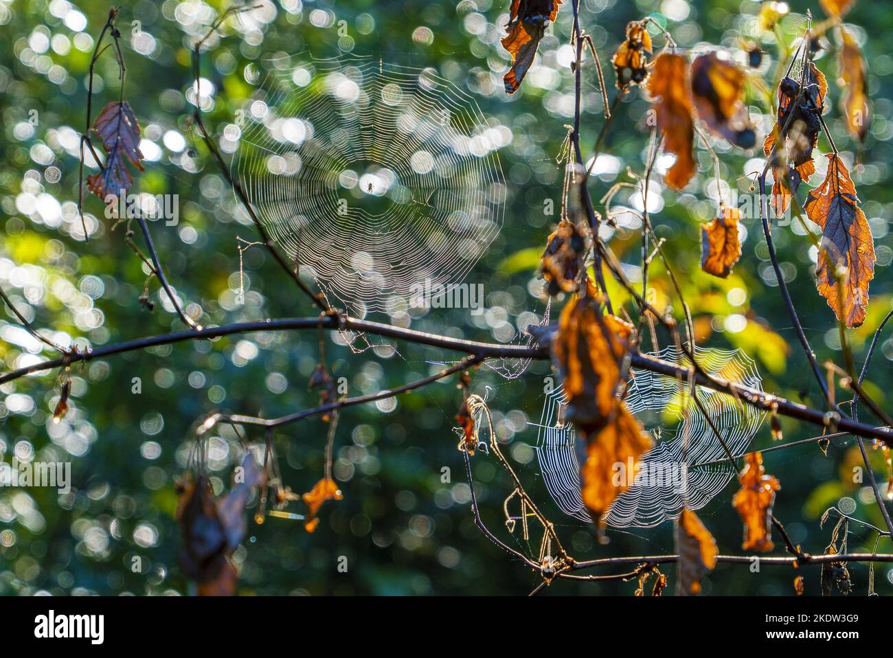 Big insect hi-res stock photography and images - Alamy