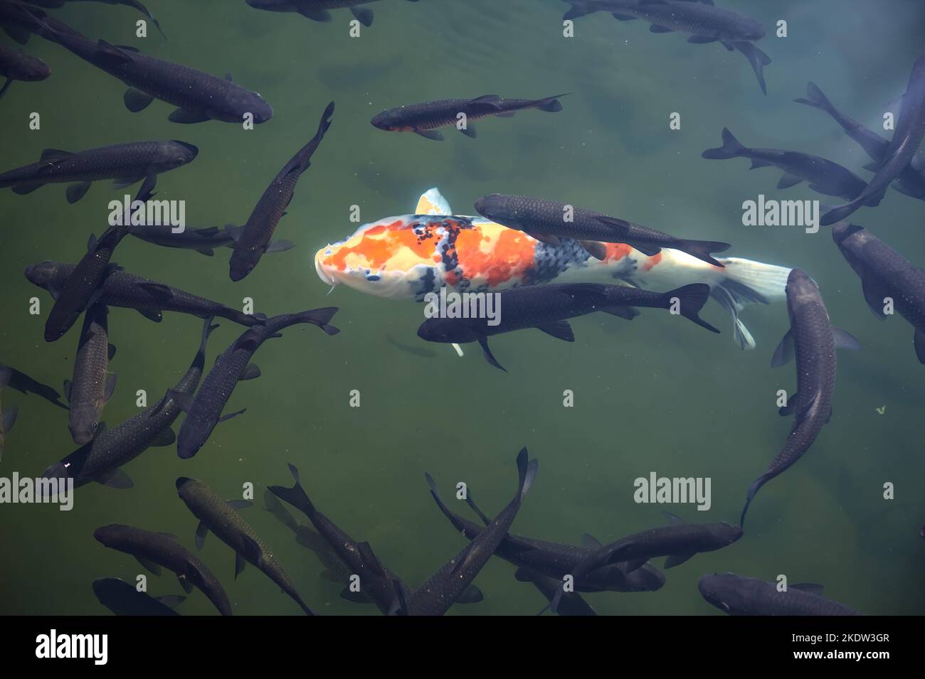 Koi carp swimming in a pond seen from above the surface Stock Photo - Alamy