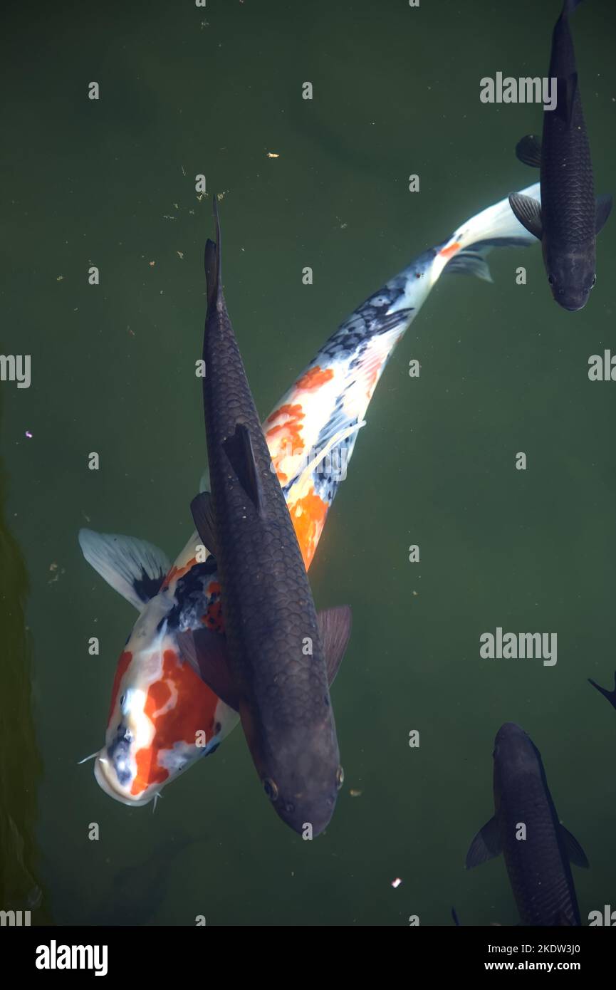 Koi carp swimming in a pond seen from above the surface Stock Photo - Alamy