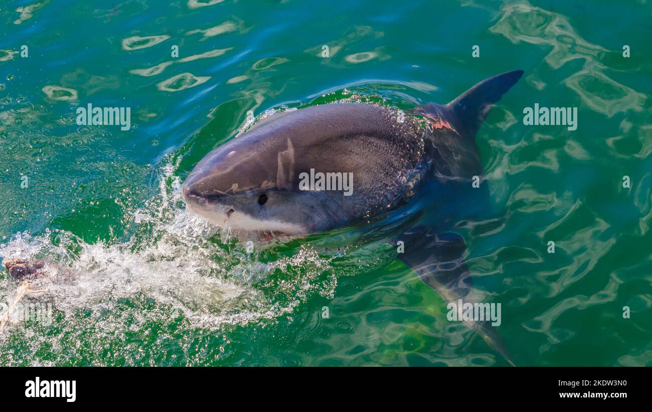 Picture of great white shark on water surface Stock Photo - Alamy