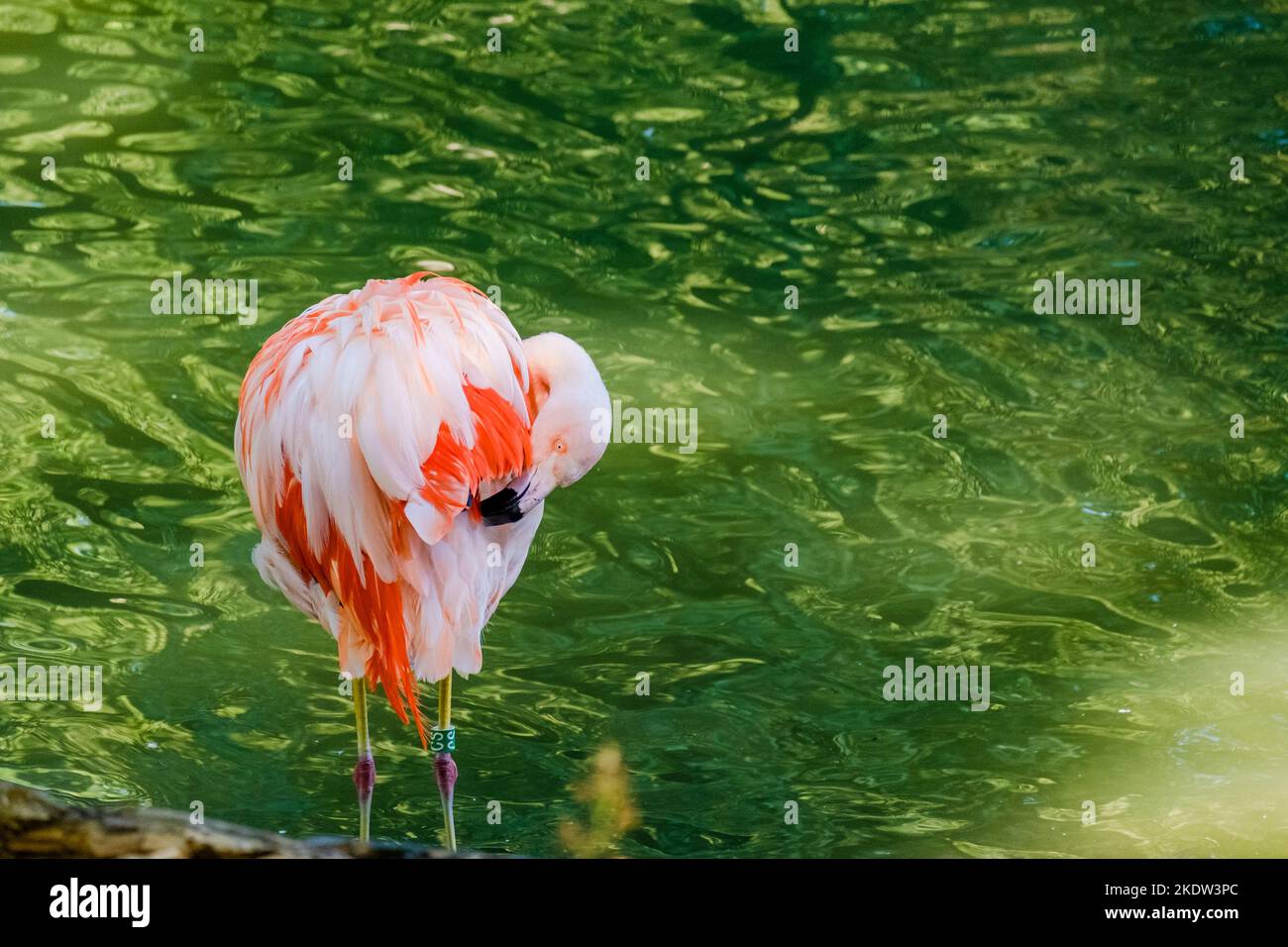 cute pink flamingos posing in water at park Stock Photo - Alamy