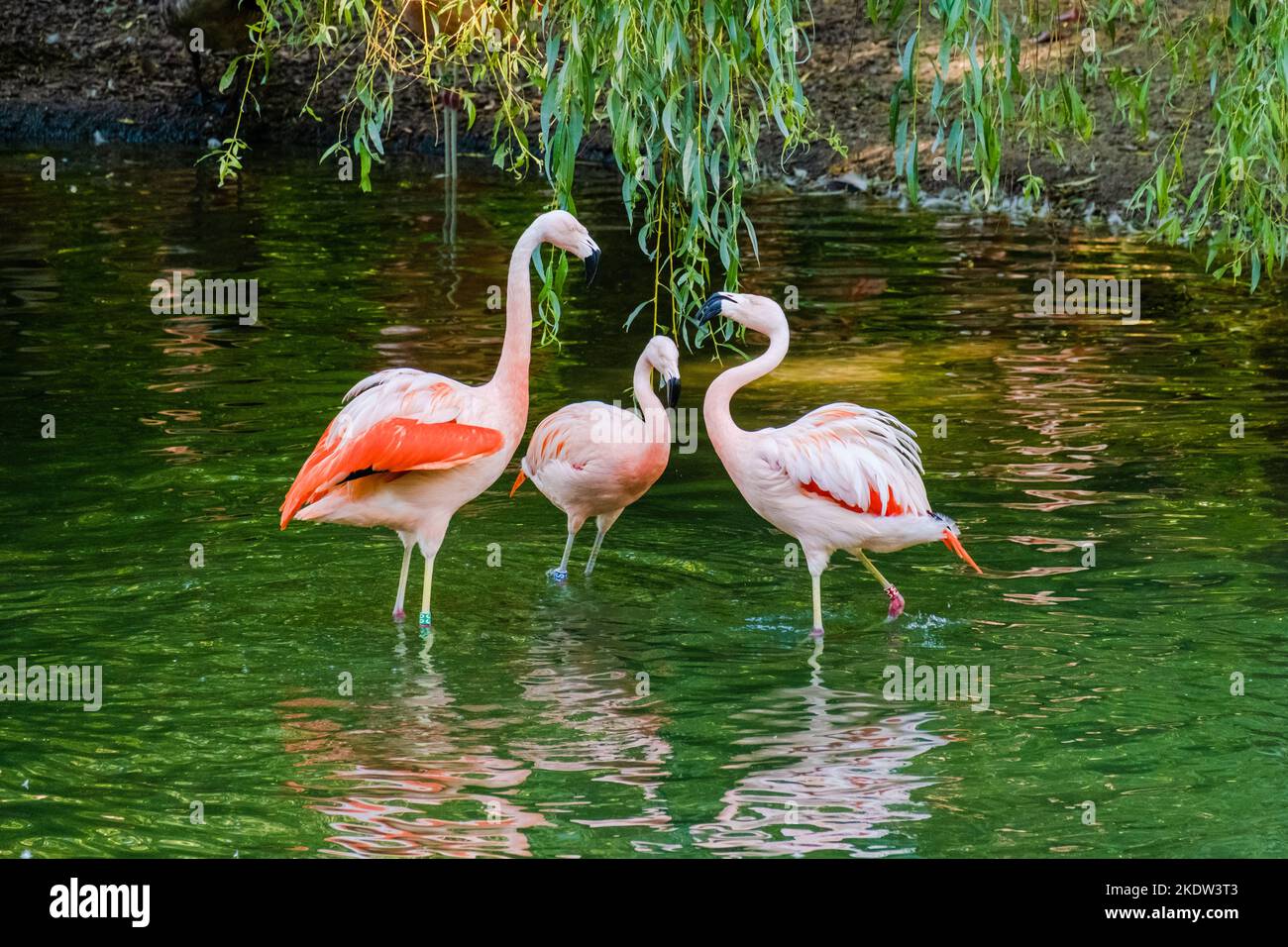 cute pink flamingos posing in water at park Stock Photo - Alamy