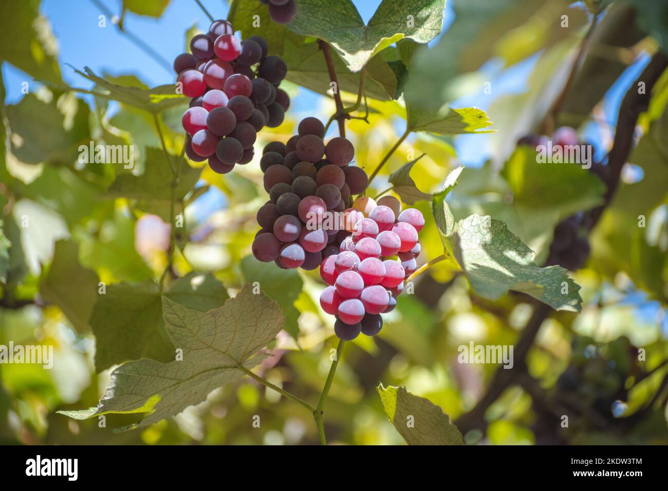 Bunch of Isabella grapes on the vine in the garden in Tbilisi, Georgia ...