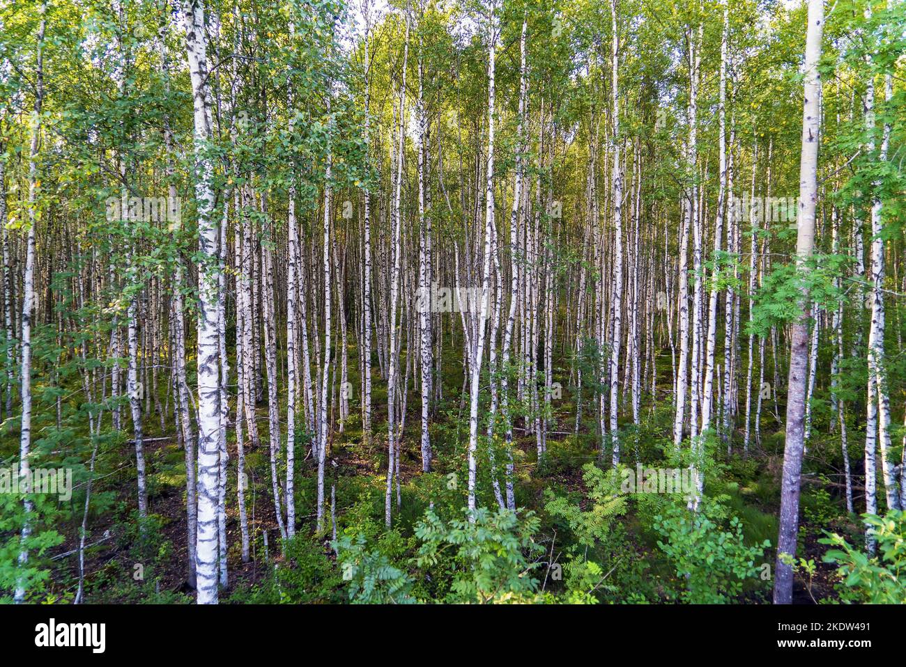 Trunks of birch hi-res stock photography and images - Alamy