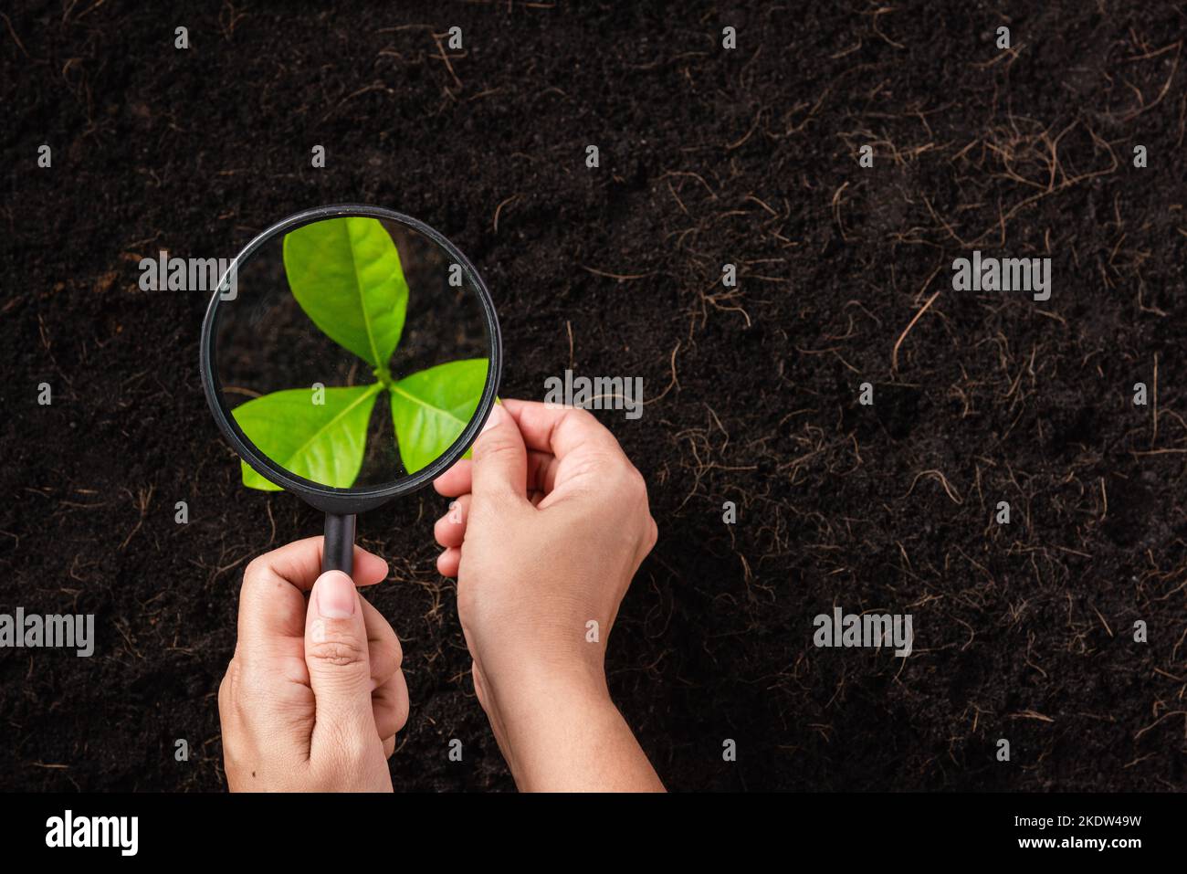 Hand of researcher woman holding a magnifying glass on black soil Stock ...