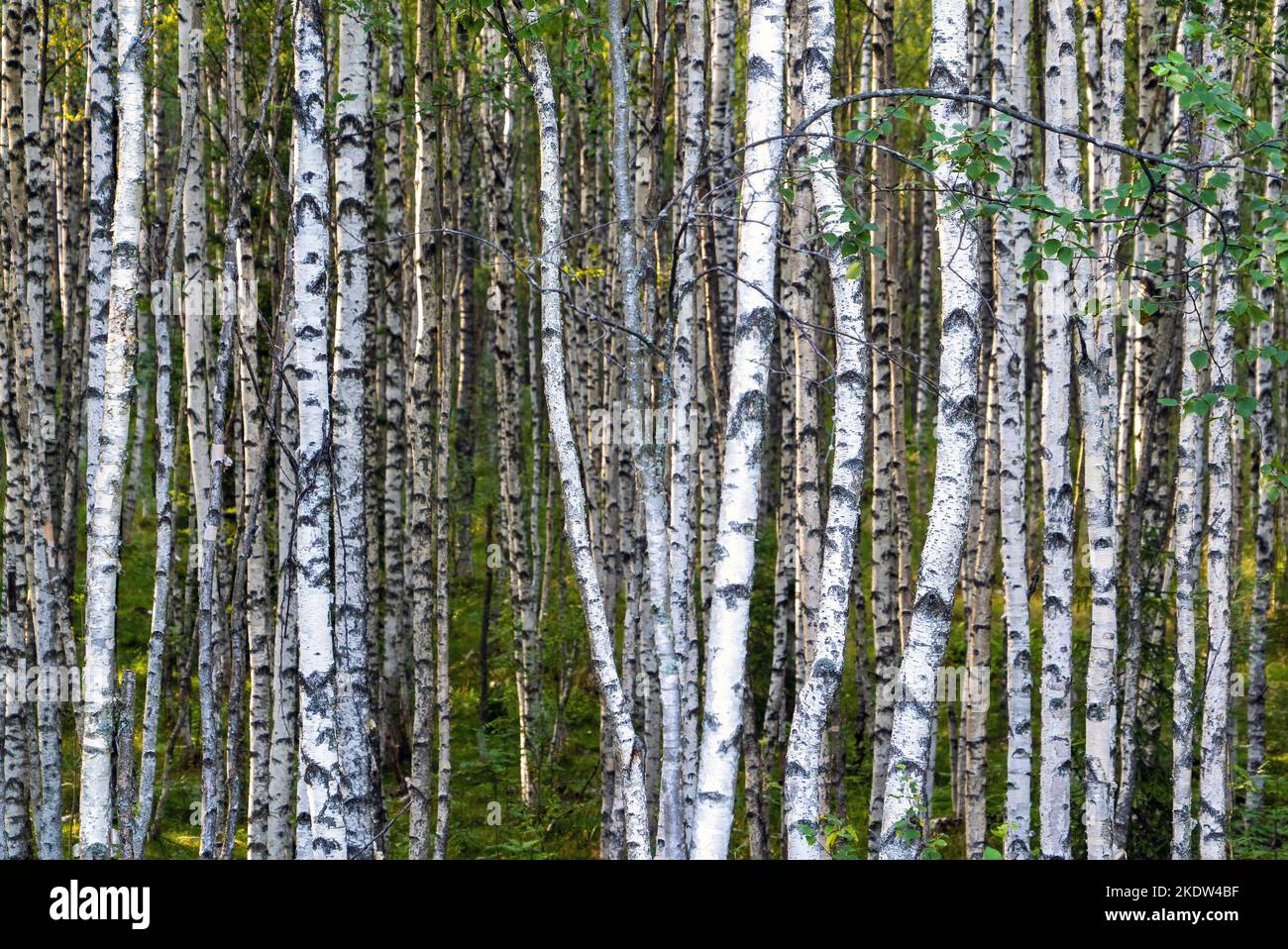 Trunks of birch hi-res stock photography and images - Alamy