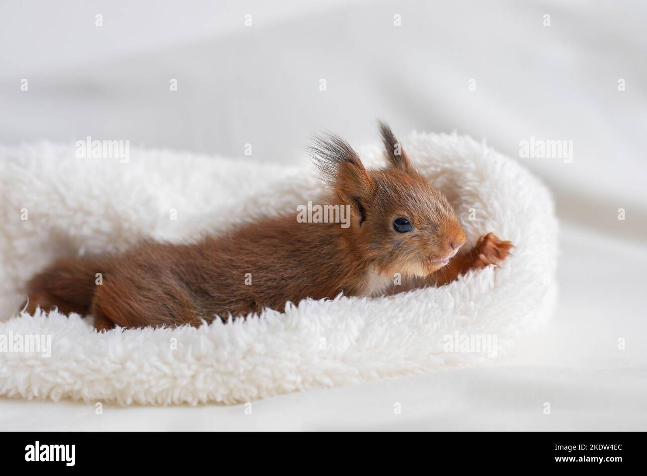 Squirrels highlight hi-res stock photography and images - Alamy