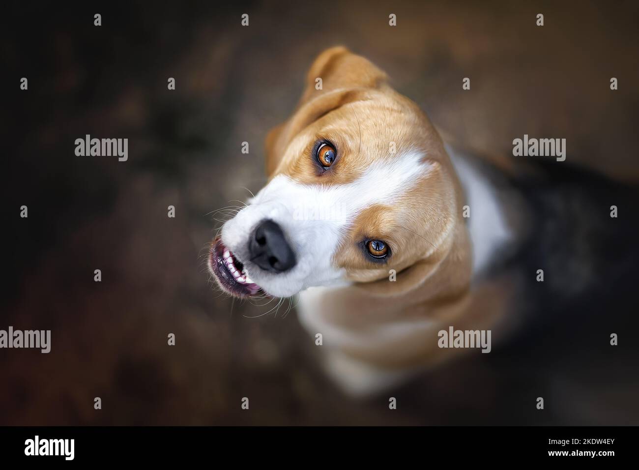 Single sit adult beagle dog hi-res stock photography and images - Alamy