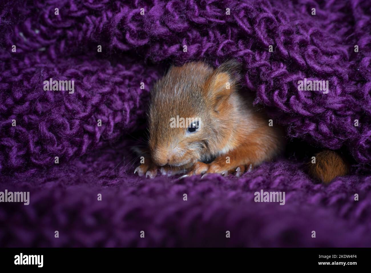 young european squirrel Stock Photo - Alamy