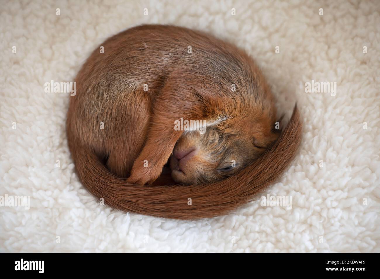 young european squirrel Stock Photo - Alamy