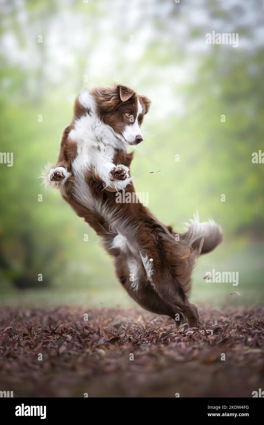 jumping Australian Shepherd Stock Photo - Alamy