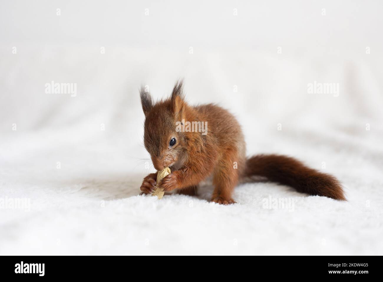 young european squirrel Stock Photo - Alamy