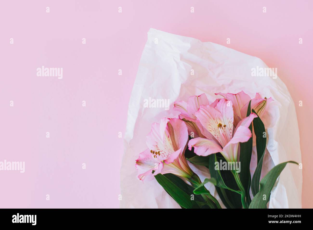 Beautiful pink Alstroemeria flowers on a pink background. Place for ...