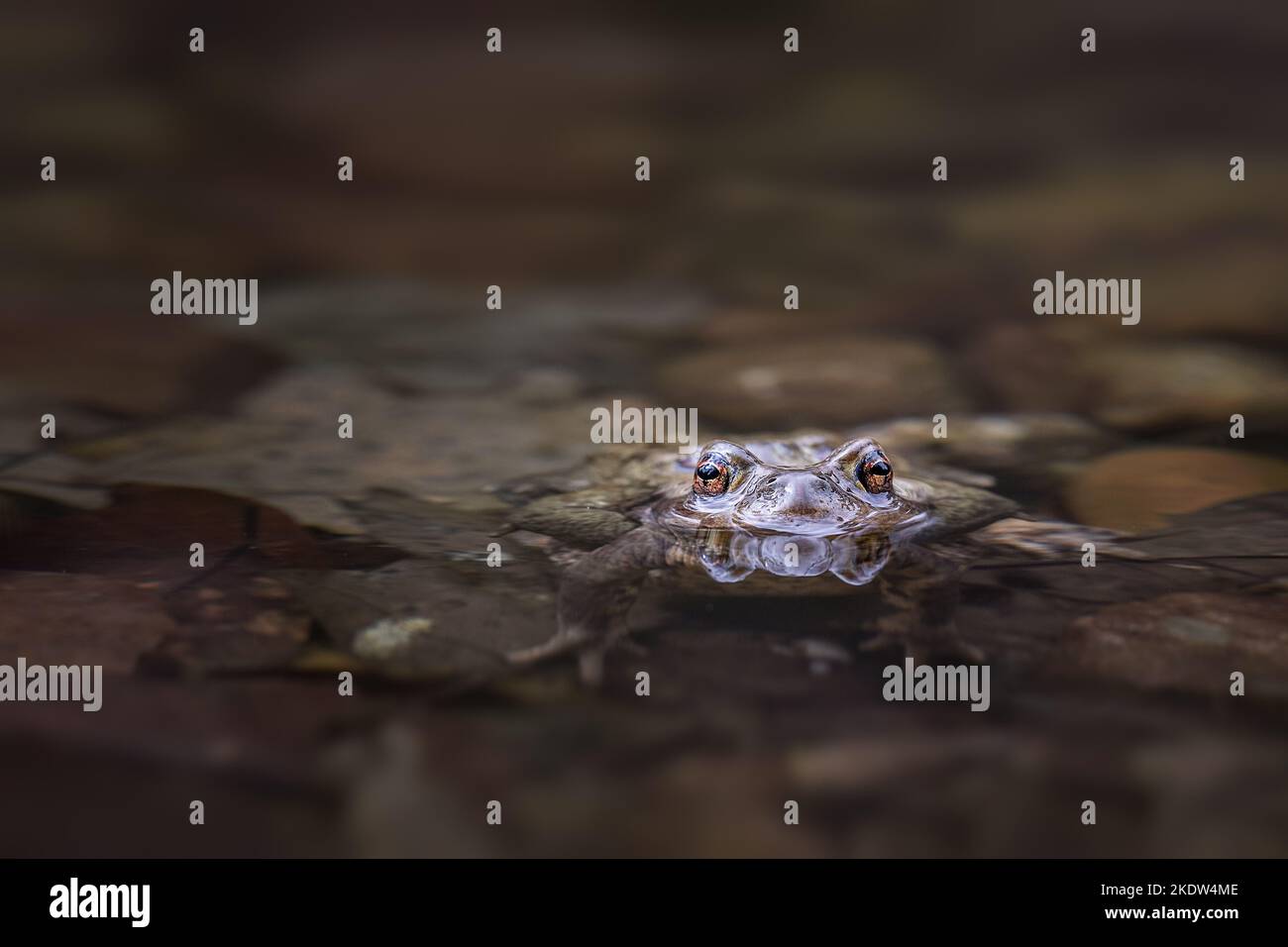 swimming Common Toad Stock Photo - Alamy