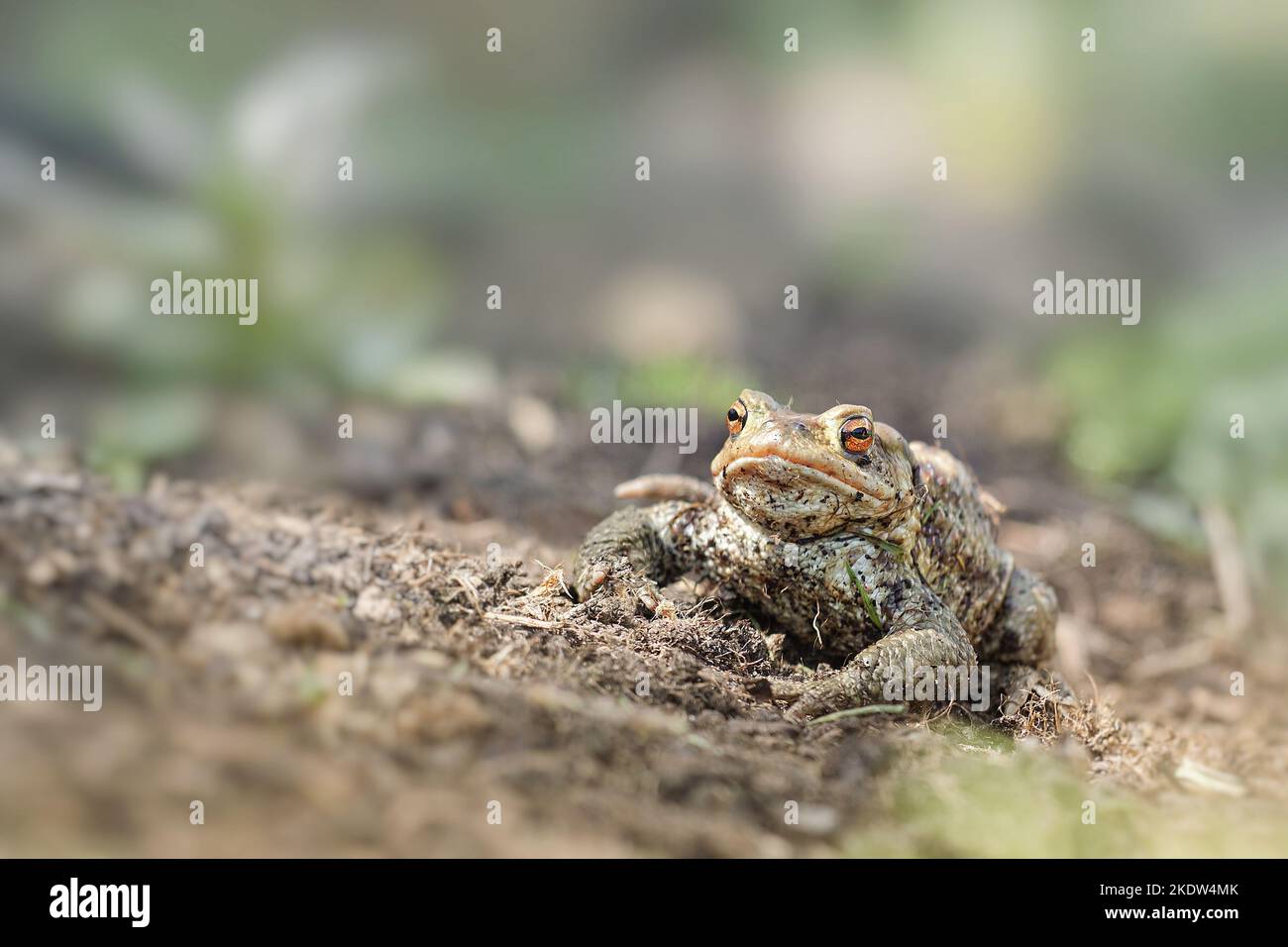 Common toad bufo sits hi-res stock photography and images - Alamy