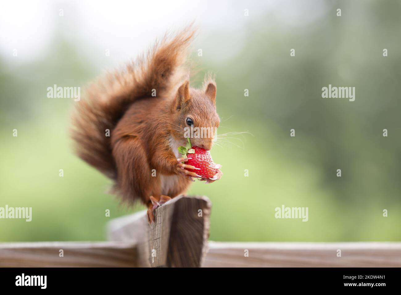Red squirrel is eating a strawberry hi-res stock photography and images ...