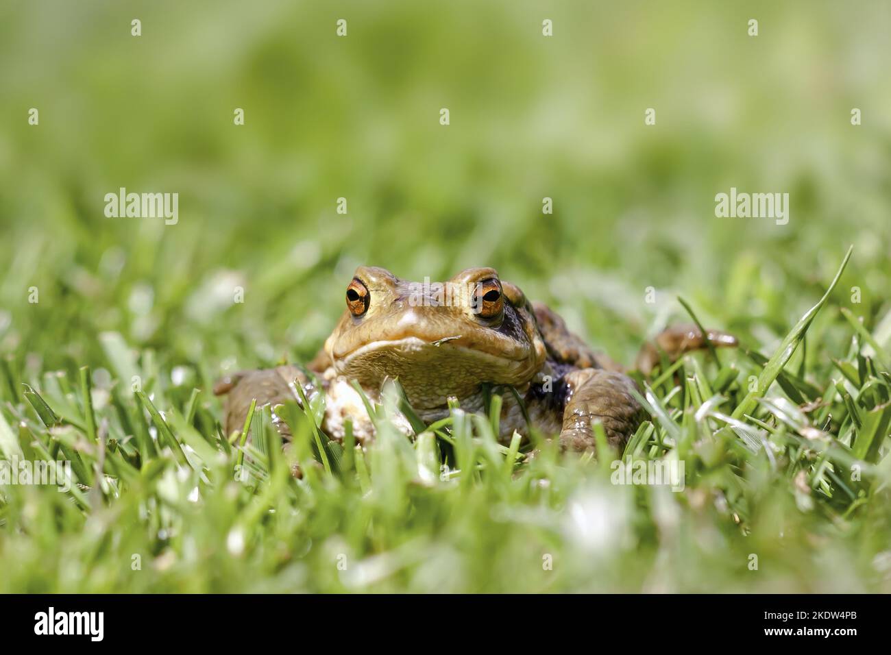sitting Common Toad Stock Photo - Alamy